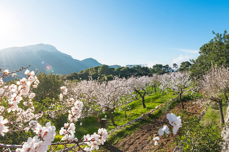 Almendros en Flor de Mallorca: Un espectáculo de la naturaleza
